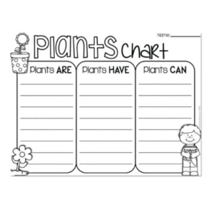 Engaging Plant Activities for 1st Grade - All Students Can Shine