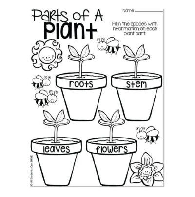 Engaging Plant Activities for 1st Grade - All Students Can Shine
