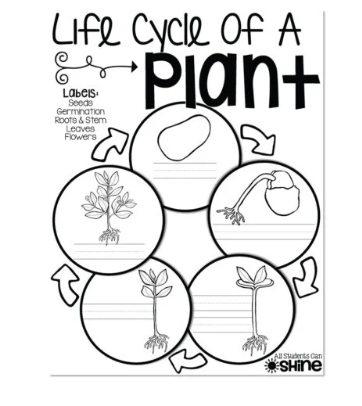 5 Science Experiments to Teach Kids About Plants - All Students Can Shine
