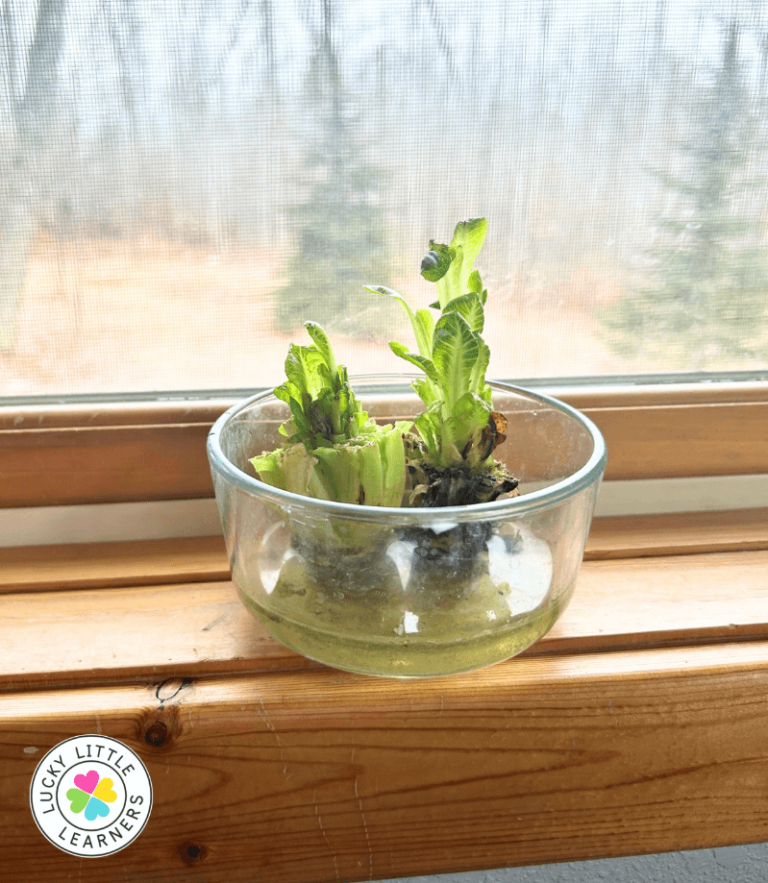 5 Science Experiments to Teach Kids About Plants - All Students Can Shine
